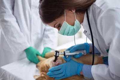 Free vet in Leicester - Free Vet UK